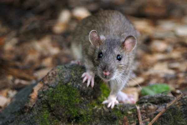 L’invasion des rats à Paris : les plus grands faits de l'histoire